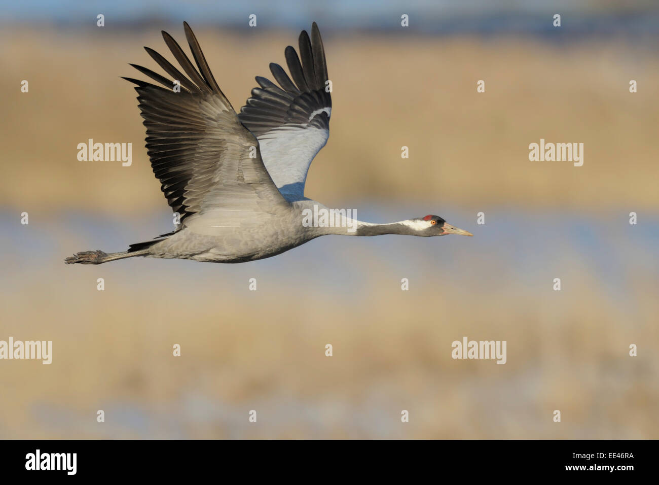 Grauer hi-res stock photography and images - Alamy