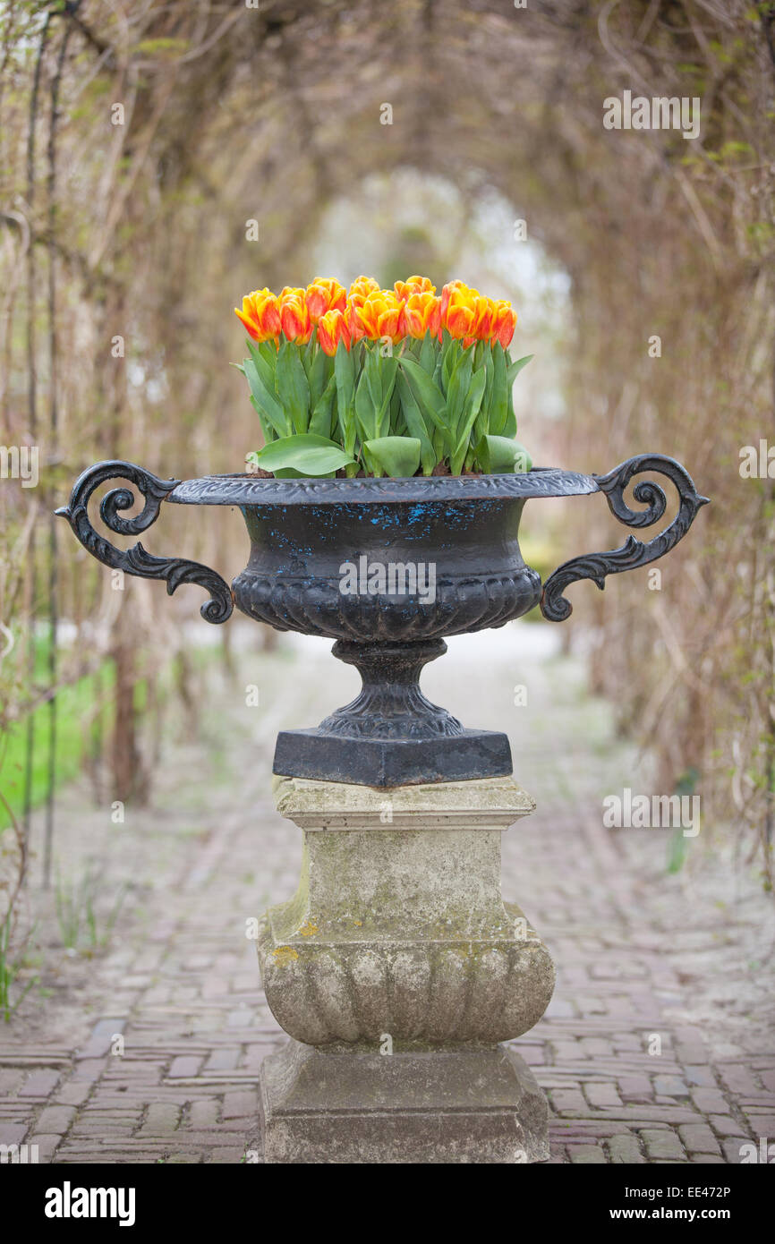 Tulip arrangement in a large vase Stock Photo - Alamy