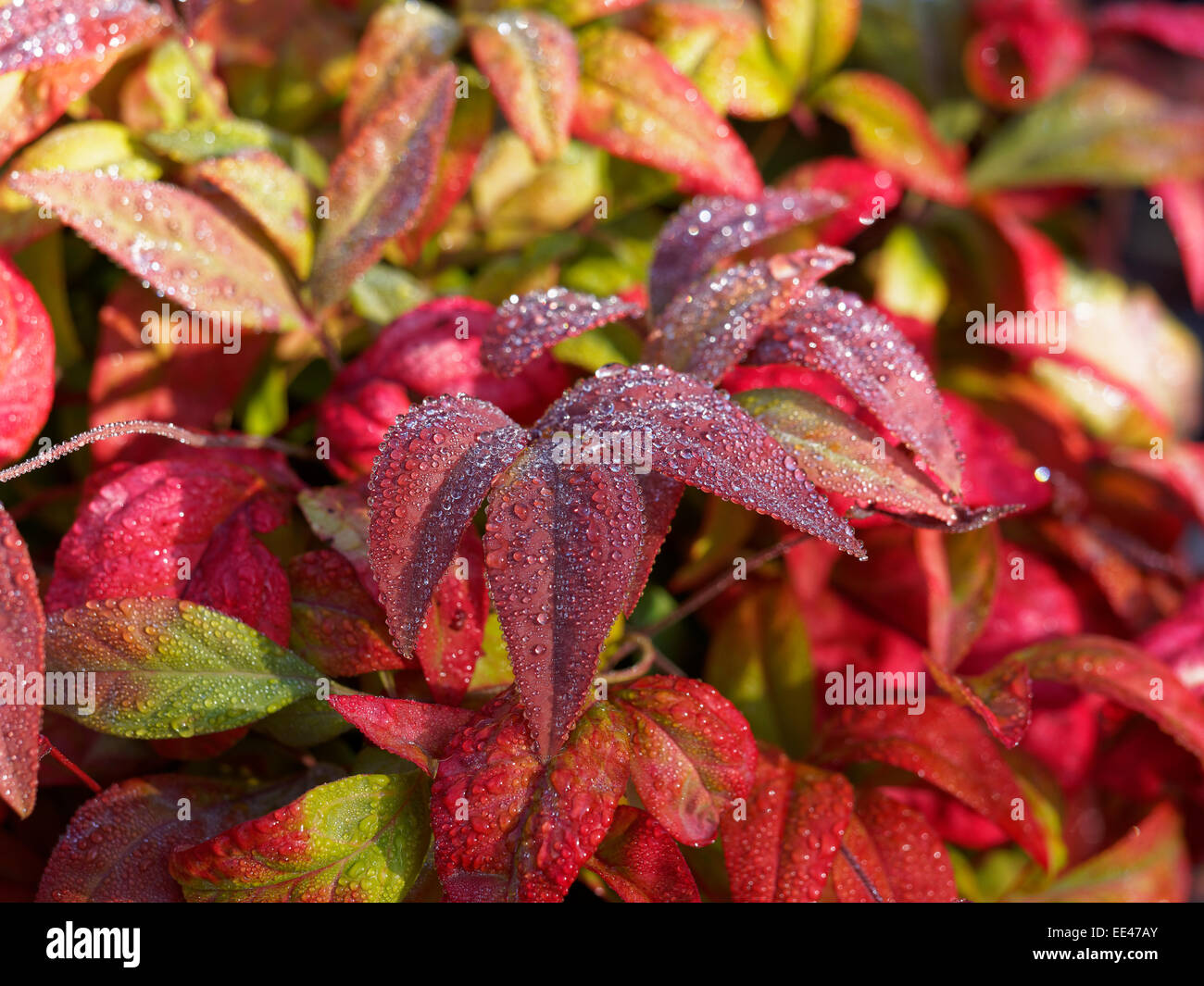 Dew on Autumn leaves Stock Photo - Alamy