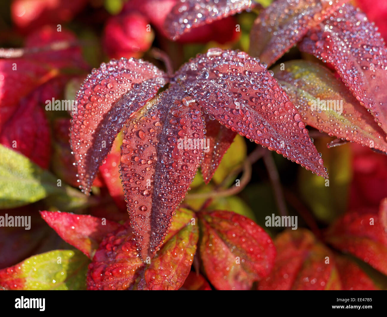 Heavenly dew hi-res stock photography and images - Alamy
