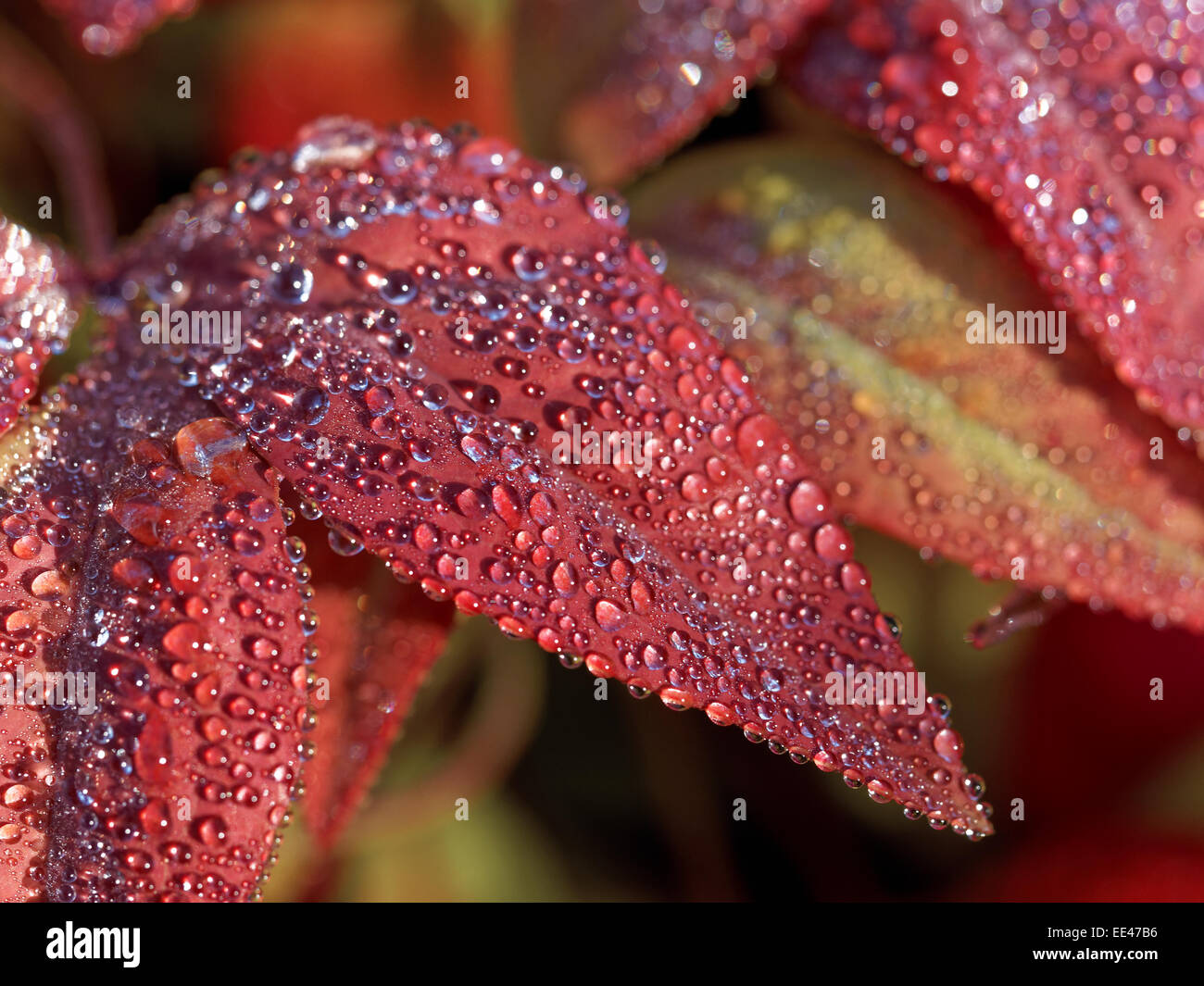 Heavenly dew hi-res stock photography and images - Alamy
