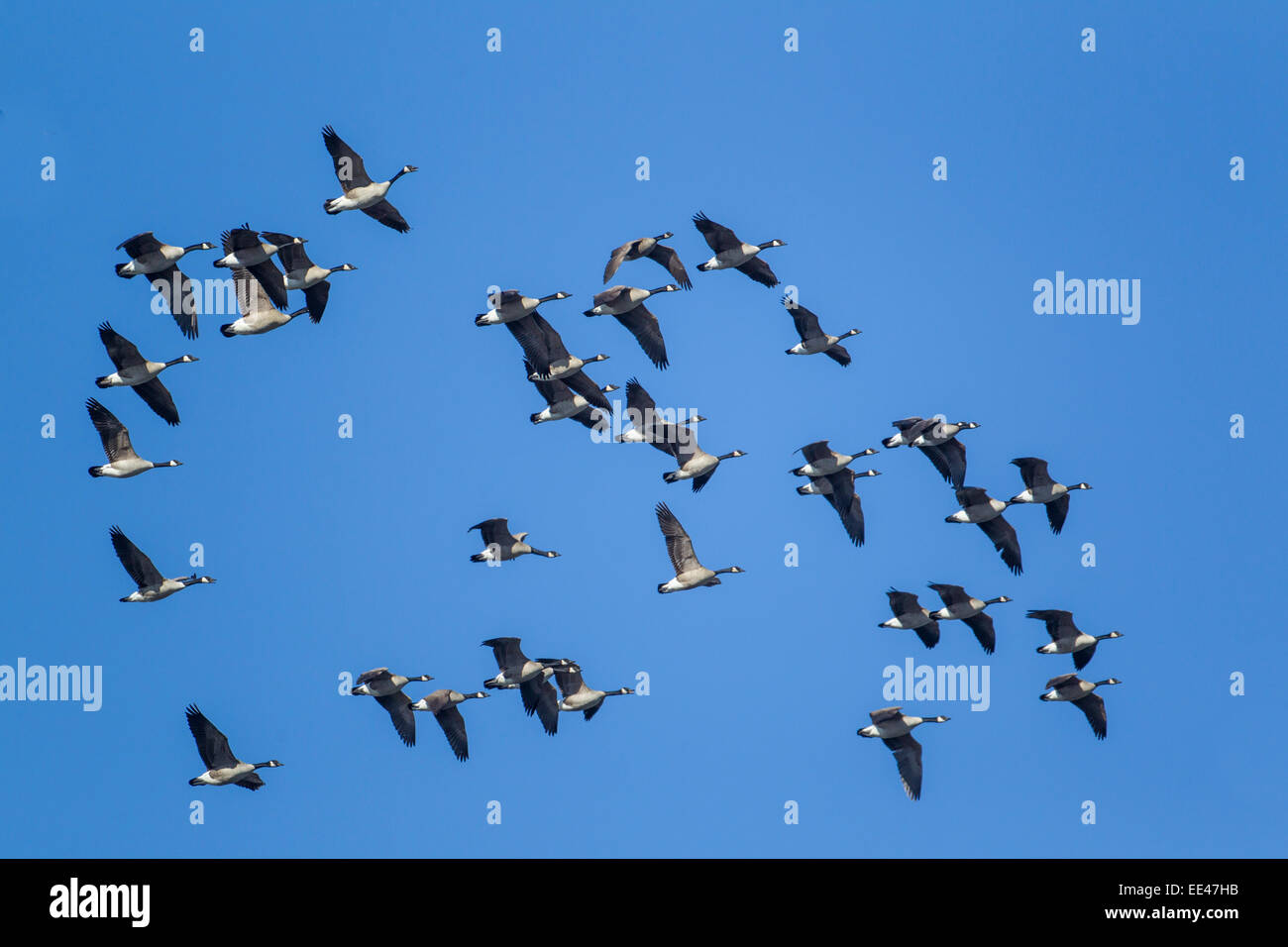 Landing bird hi-res stock photography and images - Alamy