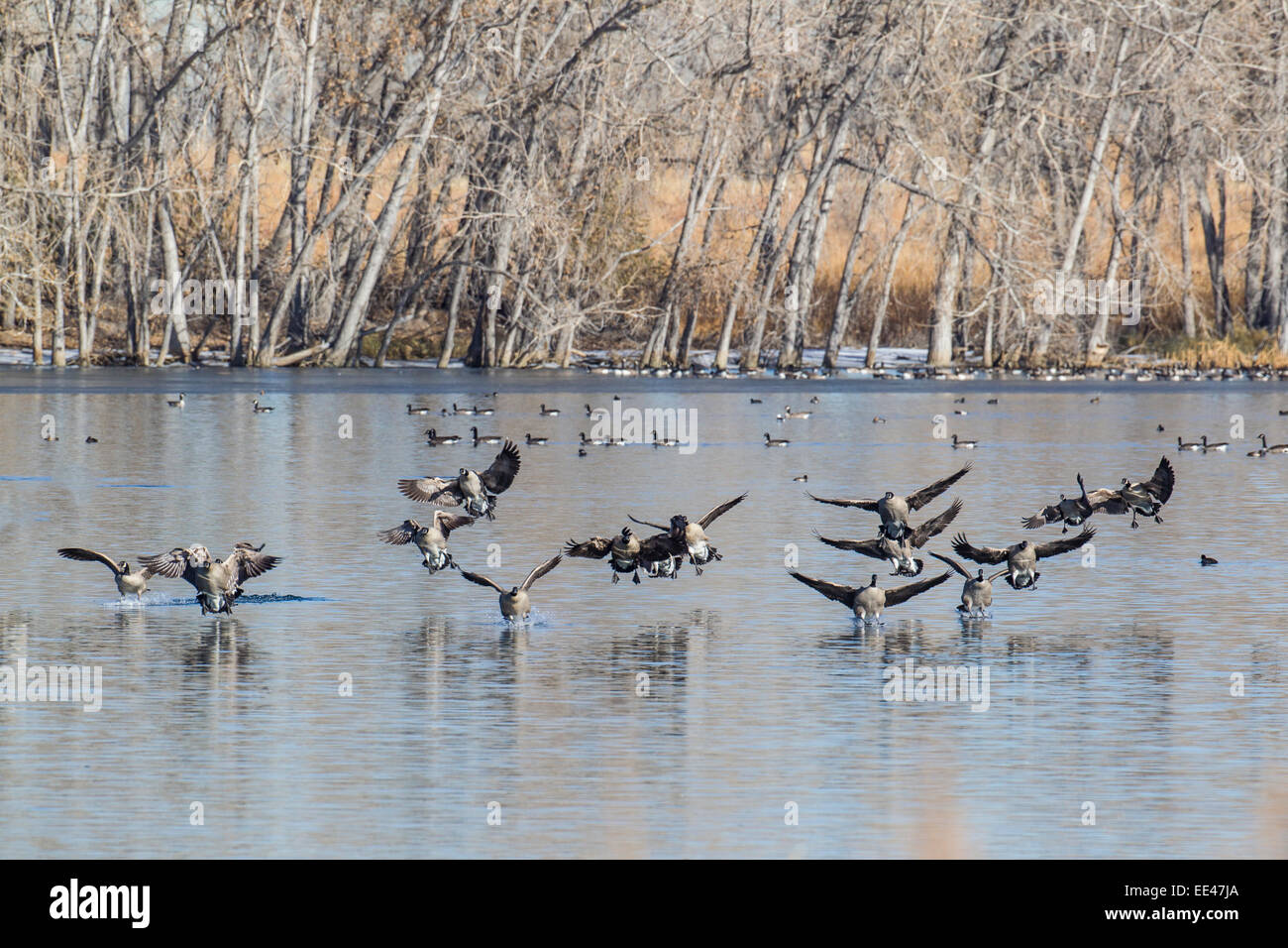 Flock of canada geese in flight hi-res stock photography and images - Alamy