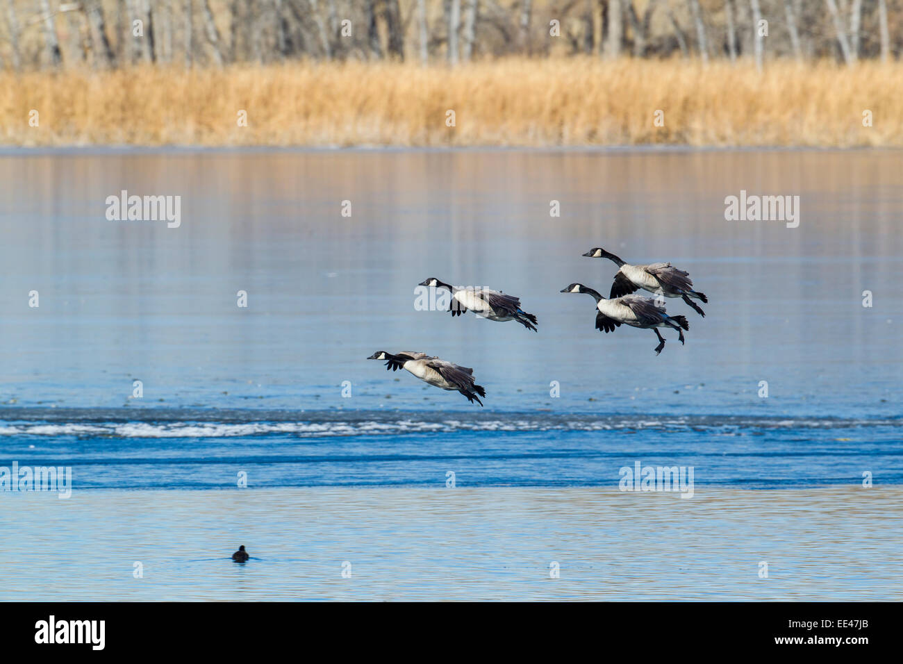 Canada geese landing hi-res stock photography and images - Alamy