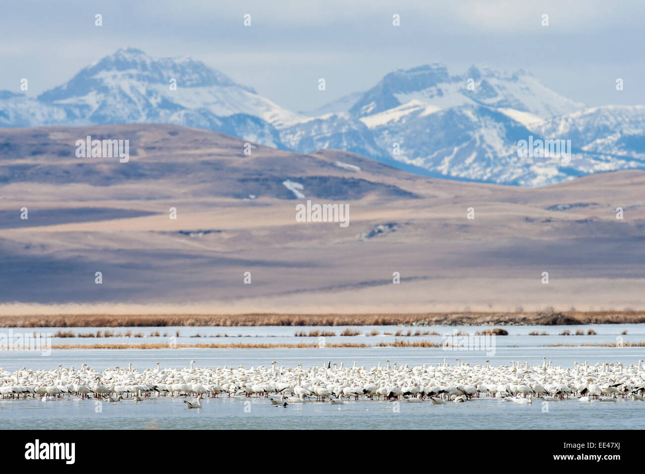 Marsh geese hi-res stock photography and images - Alamy