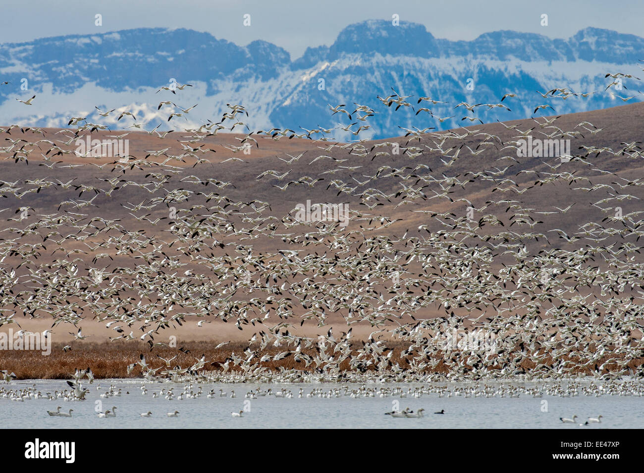 Snow geese landing during migration Stock Photo - Alamy