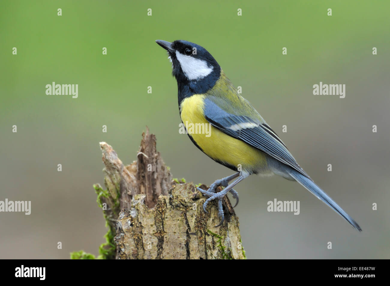 Great Titmouse High Resolution Stock Photography and Images - Alamy