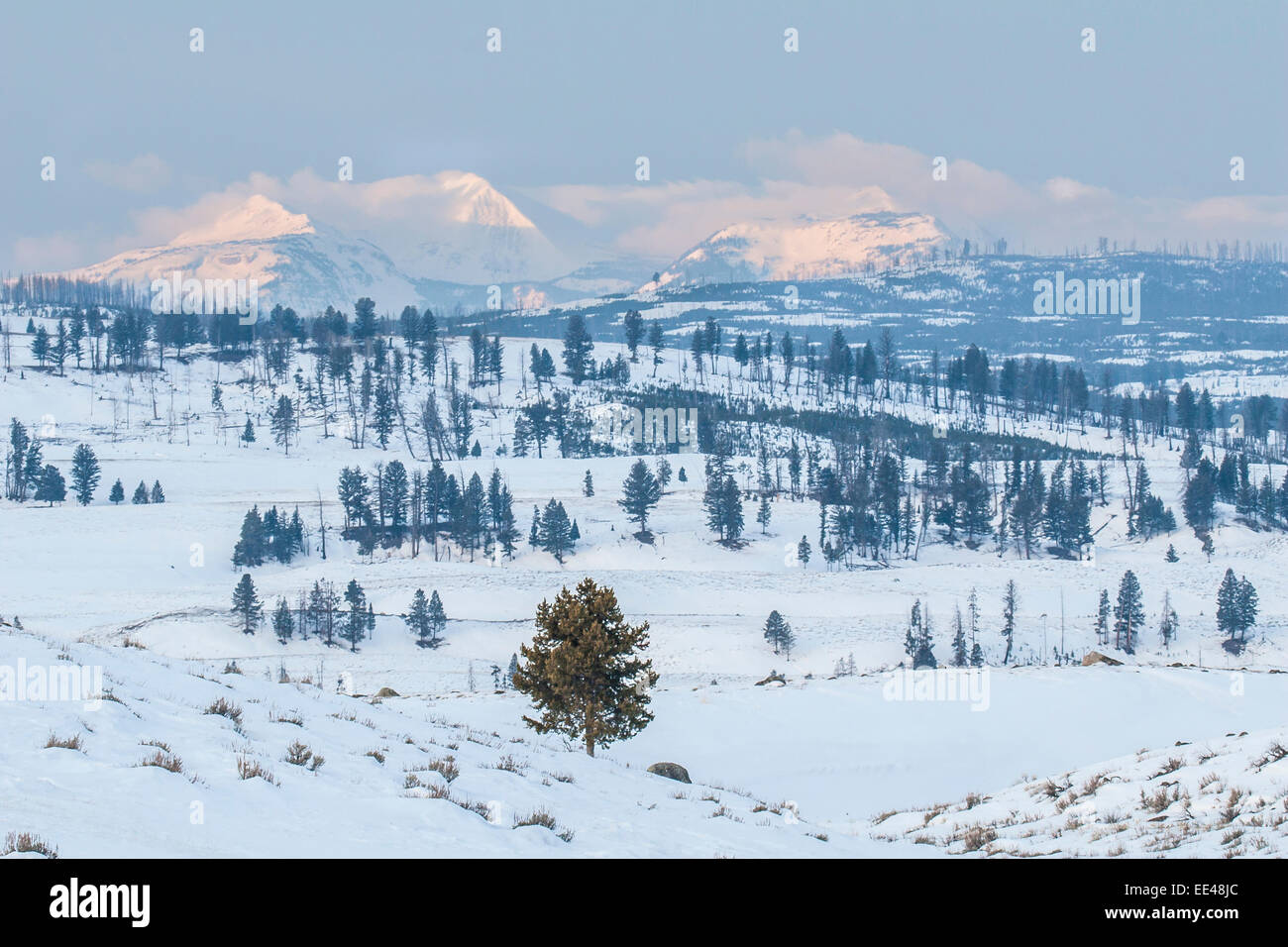 Looking west towards the Gallatin Range from the Blacktail Plateau in ...