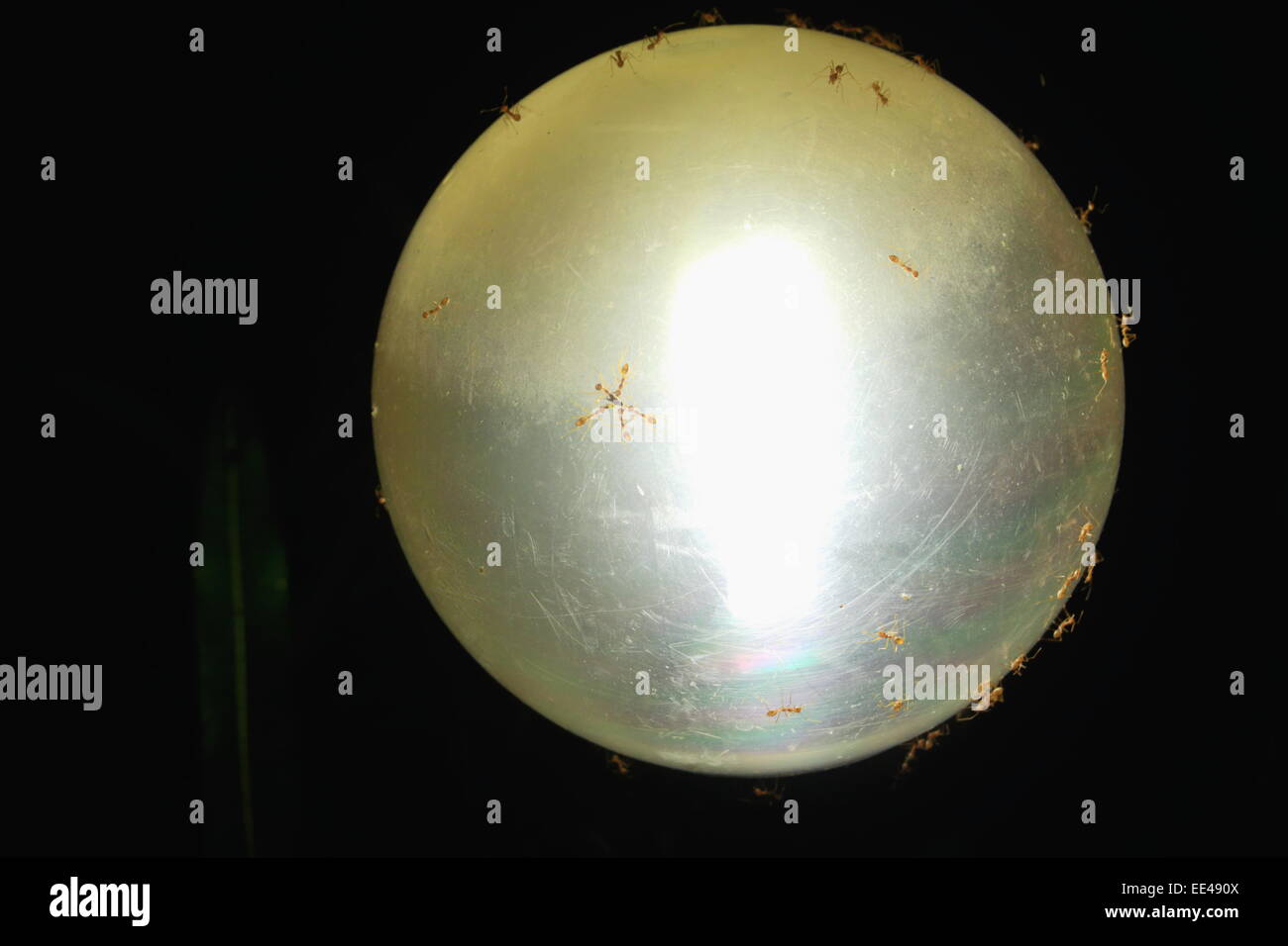 Round ball lamp lighted on and ant covered in the night-courtyard of ...