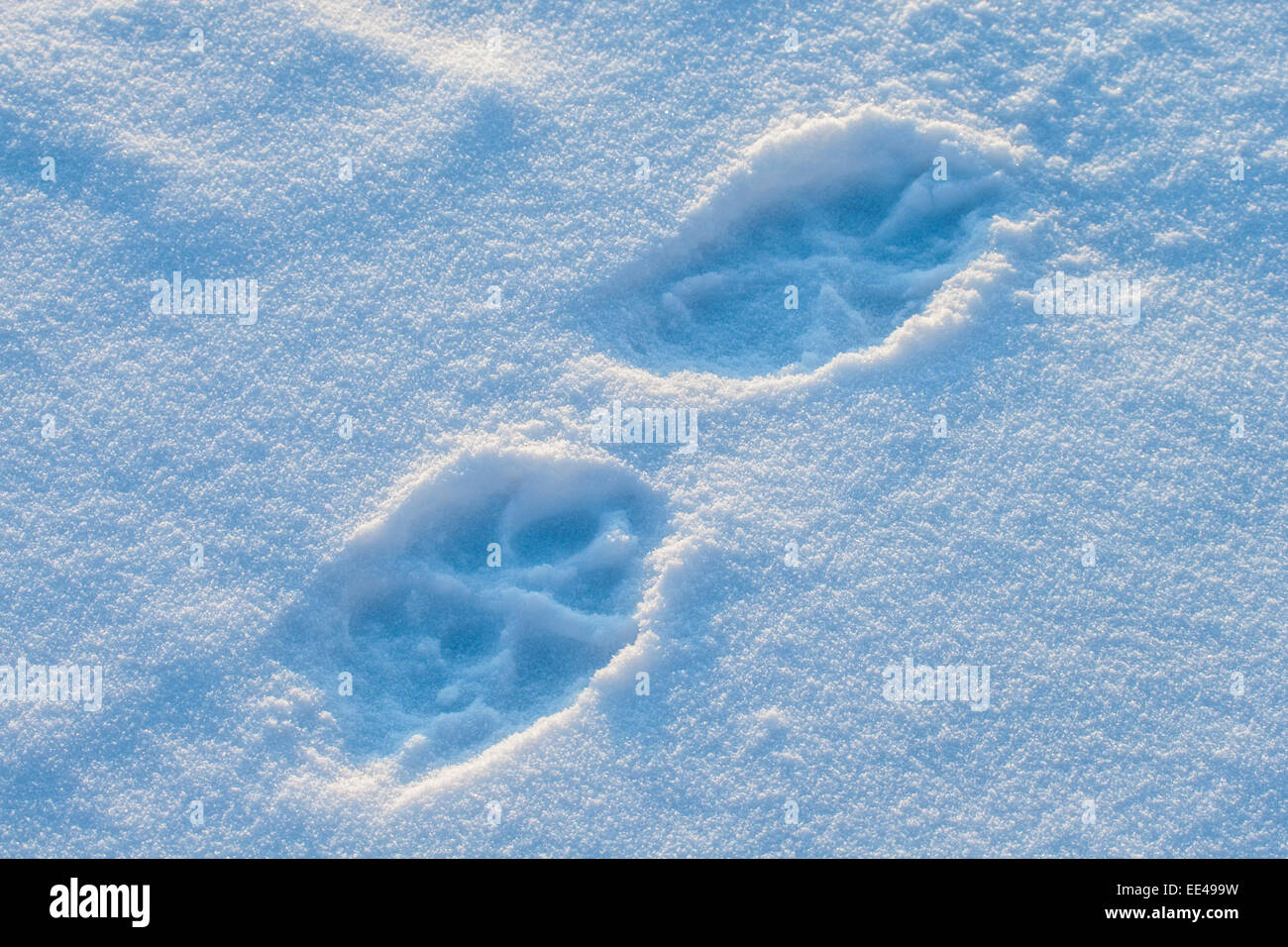 Timberwolf Tracks In Snow