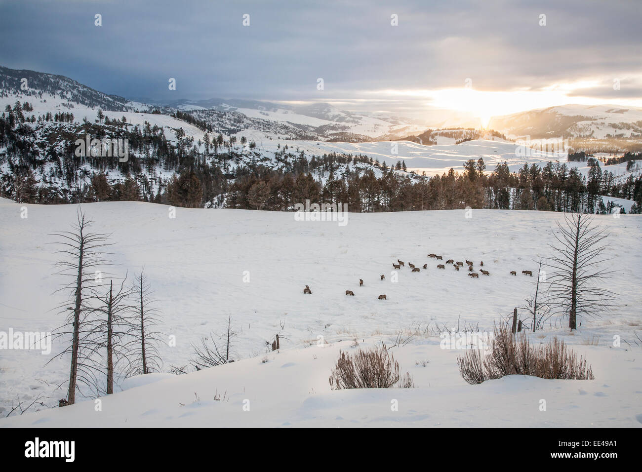 Yellowstone national park sunrise elk hi-res stock photography and ...