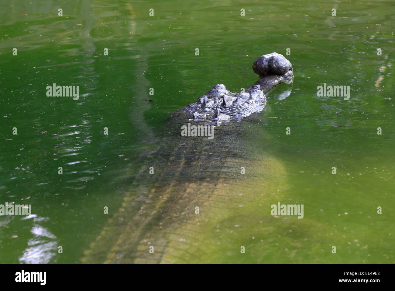 Gharial baby water hi-res stock photography and images - Alamy