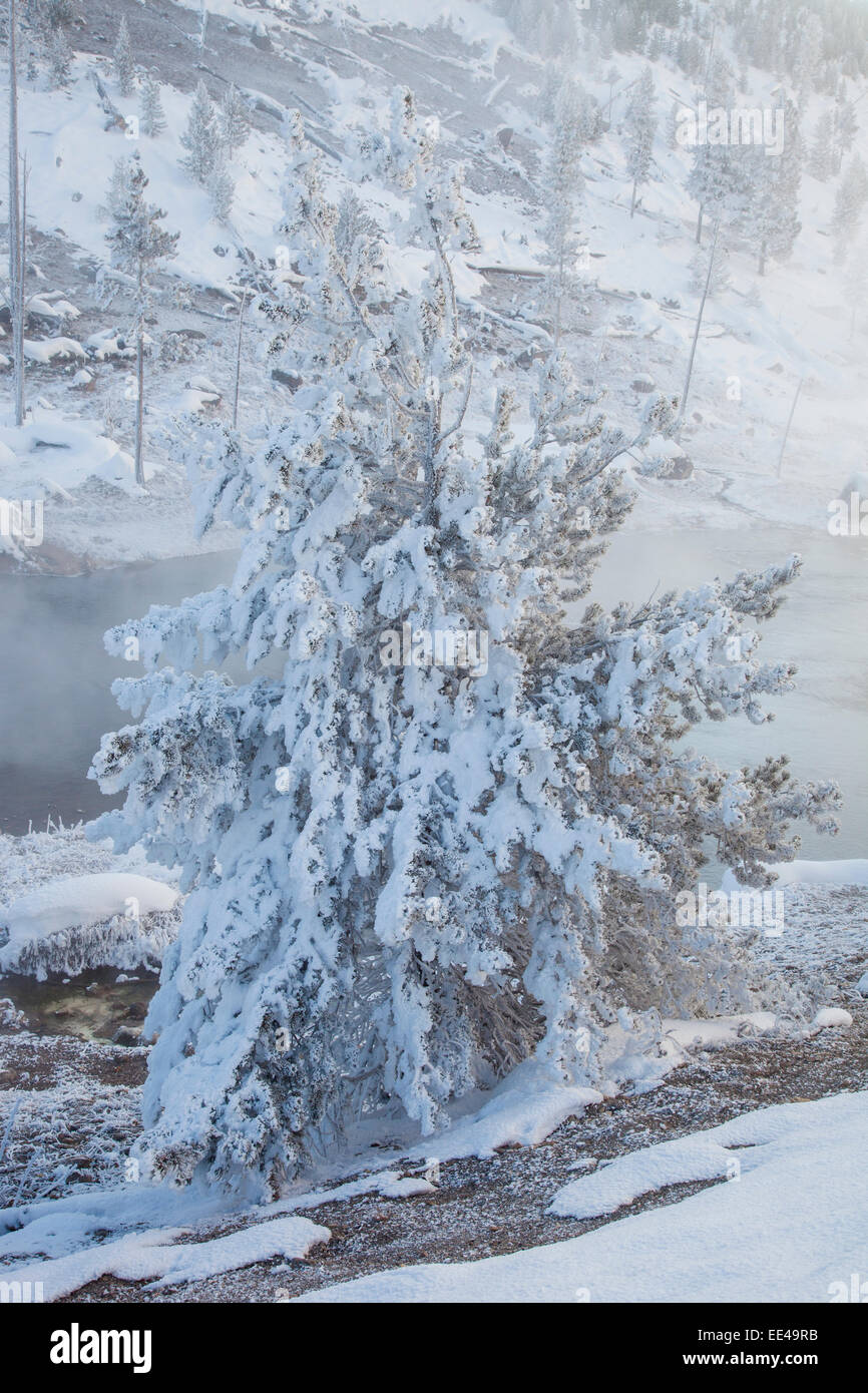 Ghost tree national park hi-res stock photography and images - Alamy