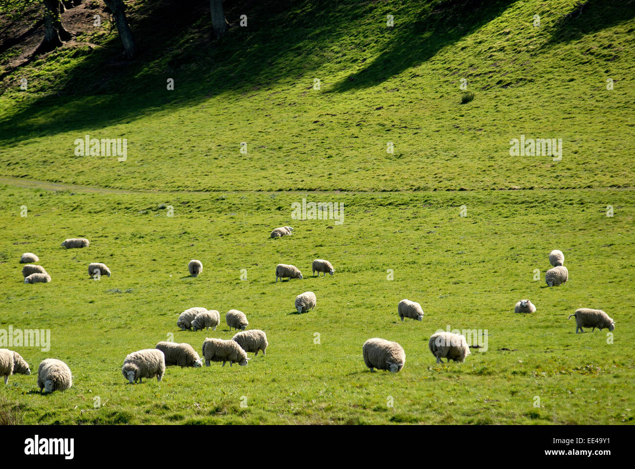 Flock of sheep, Northumberland Stock Photo - Alamy