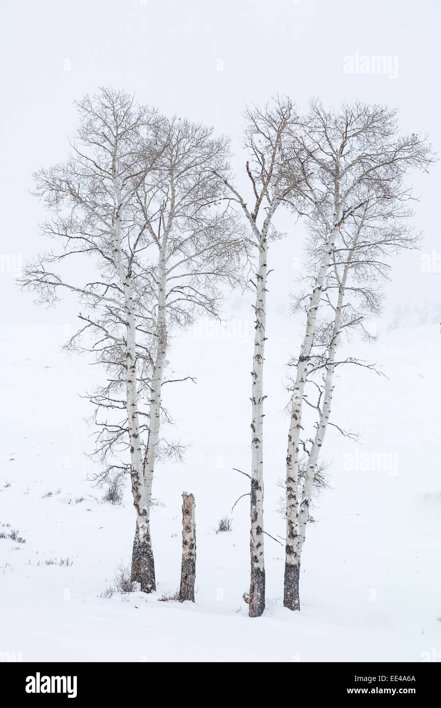Aspen winter hi-res stock photography and images - Alamy