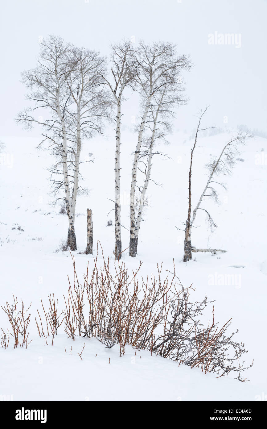 Aspen park hi-res stock photography and images - Alamy