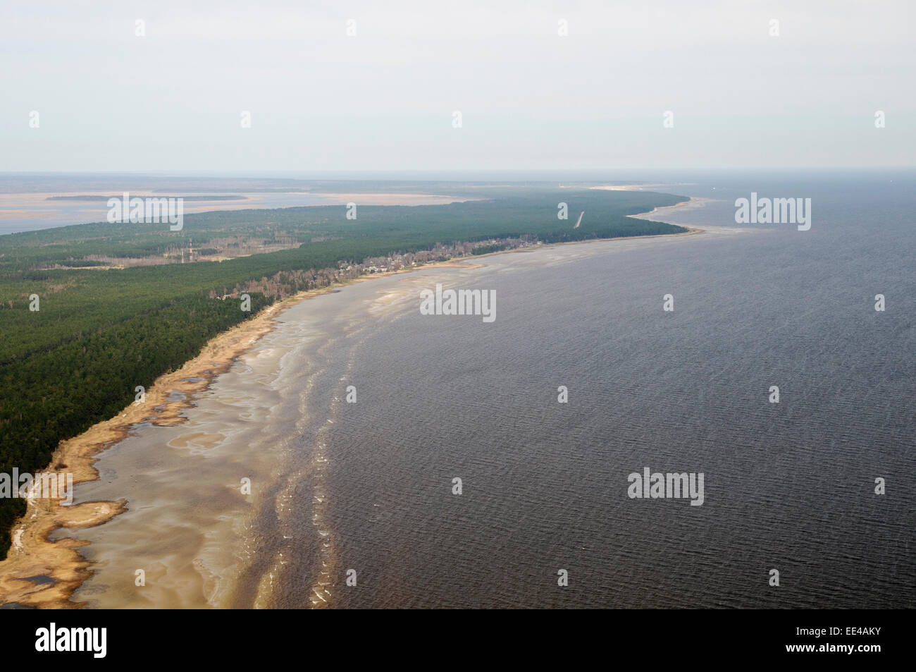 Baltic forests hi-res stock photography and images - Alamy