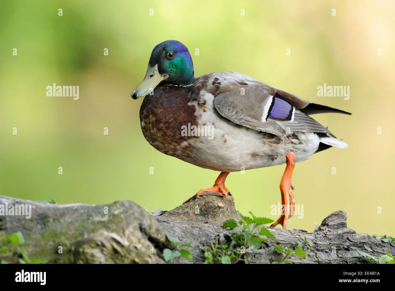 Ducks of germany hi-res stock photography and images - Alamy