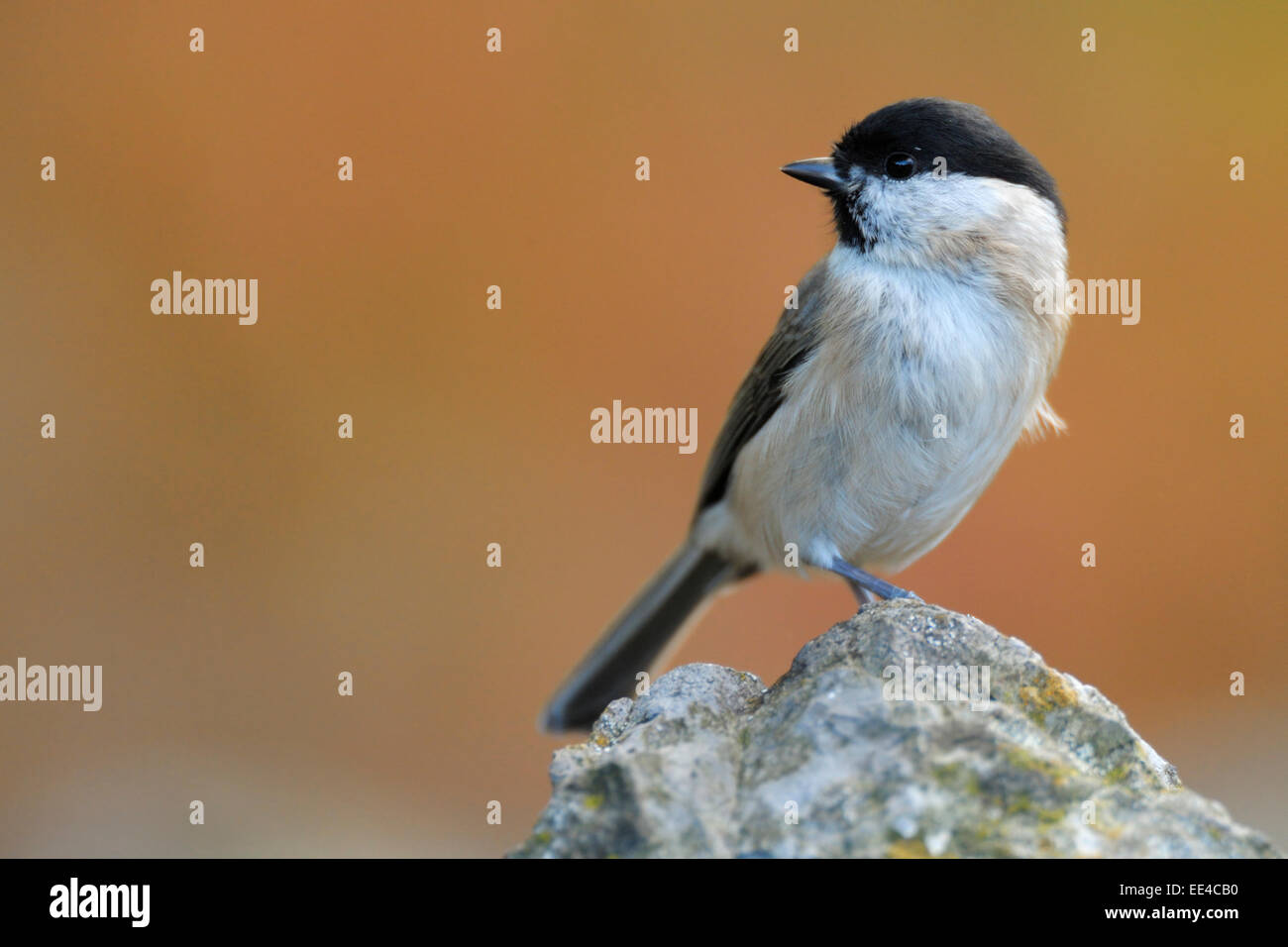 willow tit [Poecile montanus, syn.: Poecile montana, Parus montanus ...