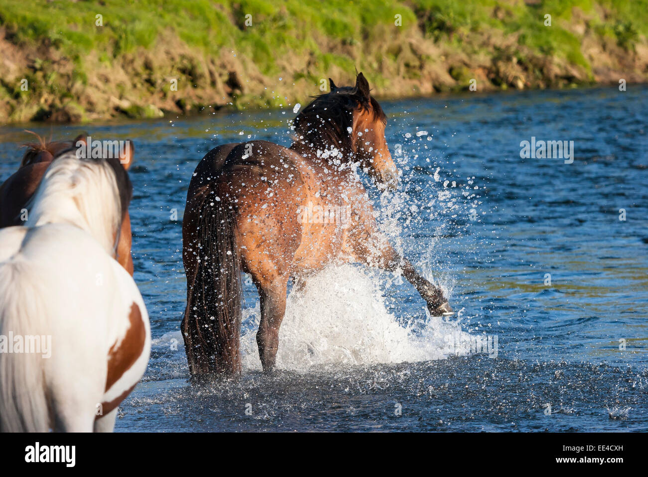 Horse splashing kick in river Stock Photo - Alamy