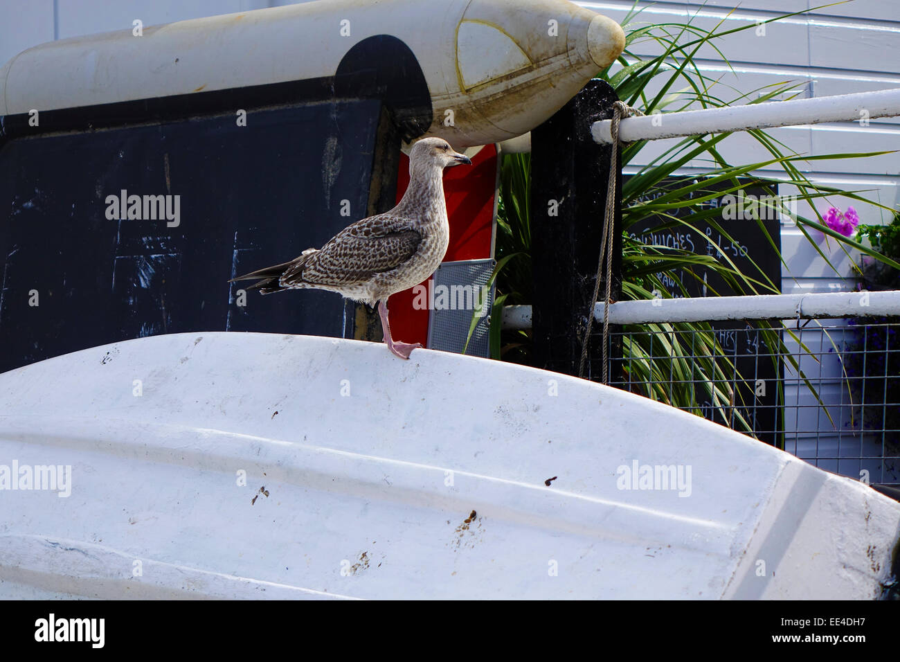 English seagull hi-res stock photography and images - Alamy