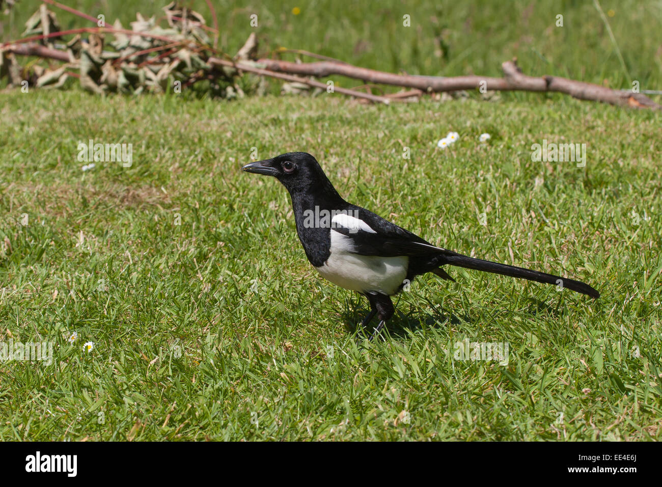 Magpie juvenile walking on grass Stock Photo - Alamy