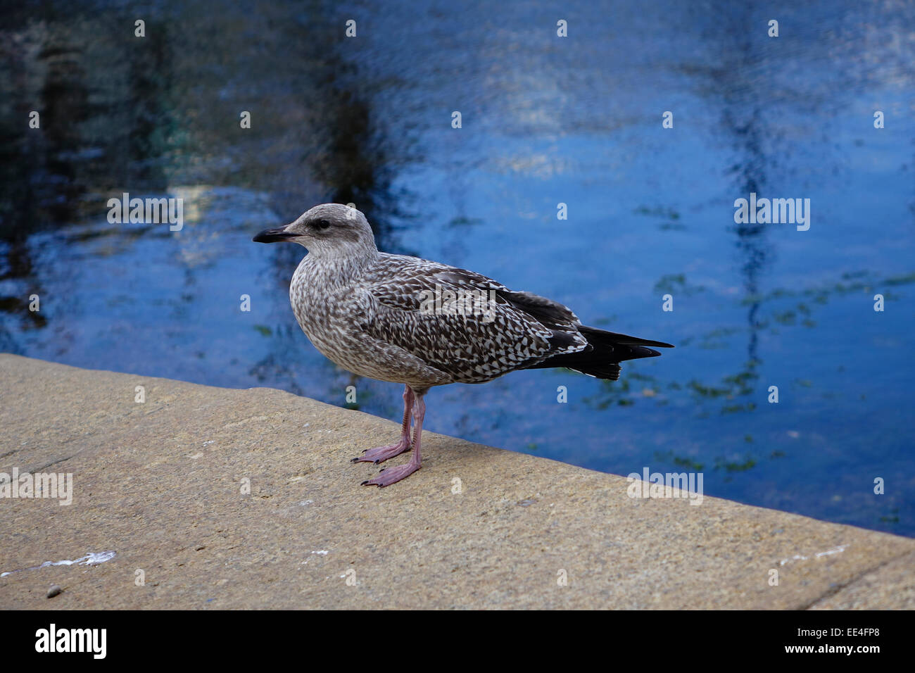 Young seagull in the Inner Harbour Harbor Brixham Torbay "English ...