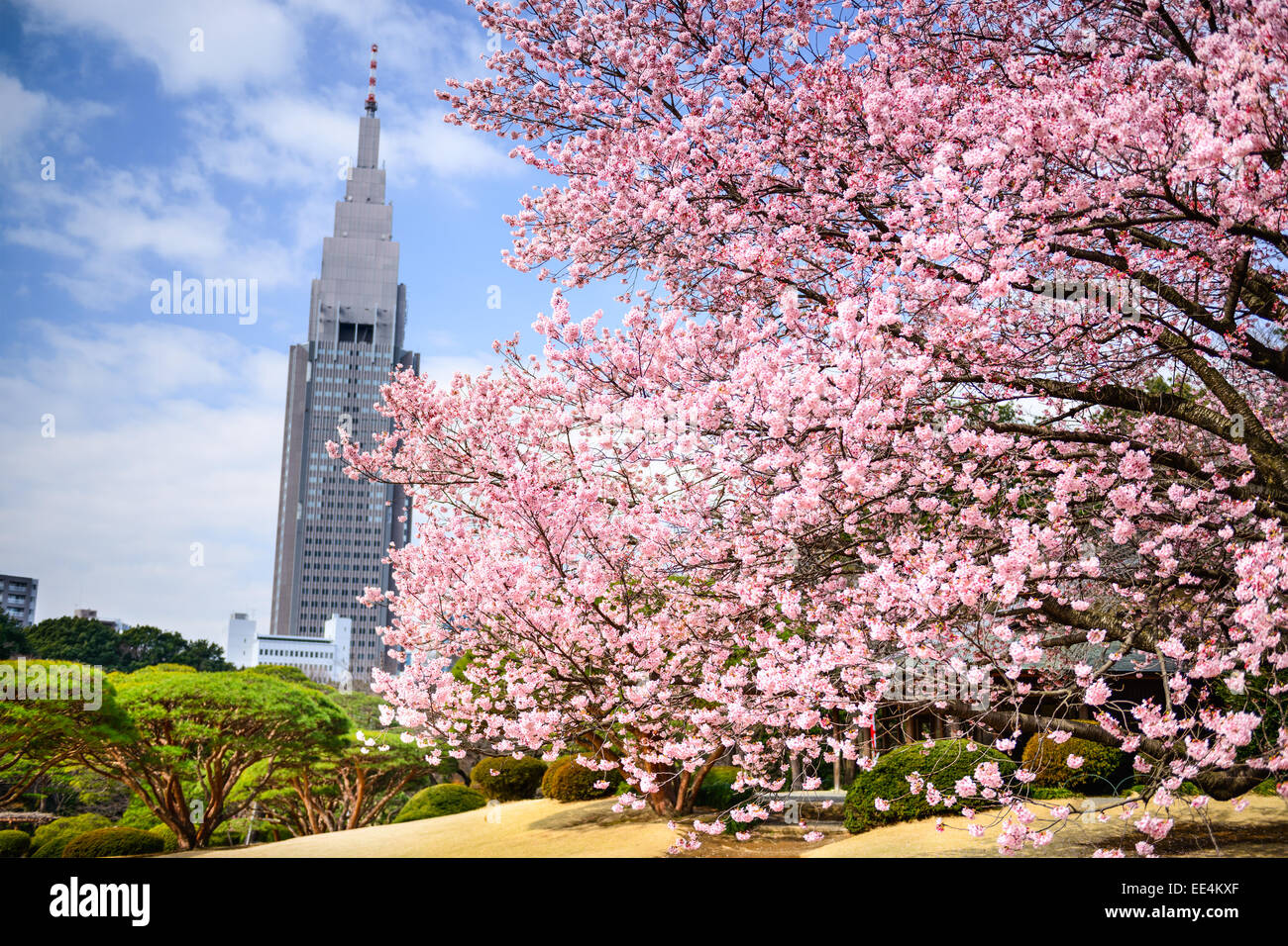 Tokyo, Japan springtime at Shinjuku Gyoen Park Stock Photo - Alamy