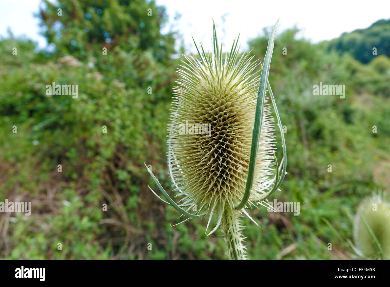 Thistle walk hi-res stock photography and images - Alamy