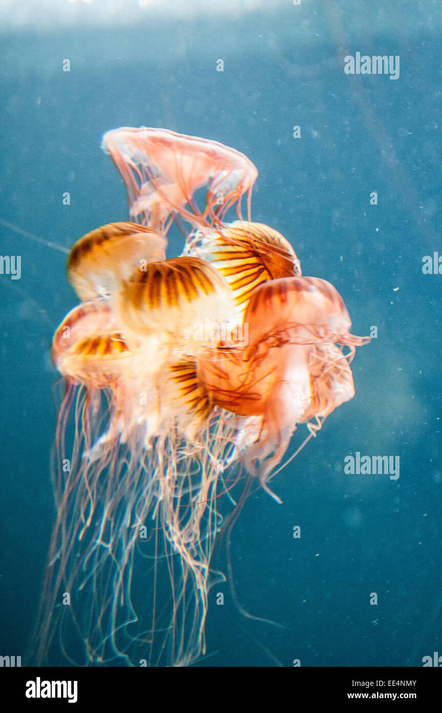 Protozoa hi-res stock photography and images - Alamy