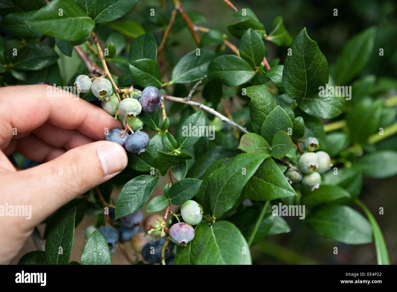 Close up of a hand picking blueberries that are ripe straight from the ...