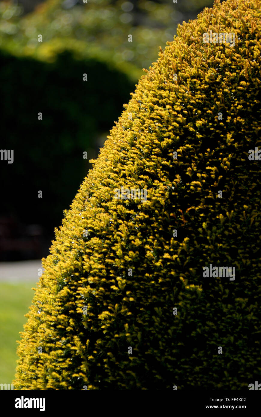 Topiary, Hexham park, Northumberland Stock Photo - Alamy