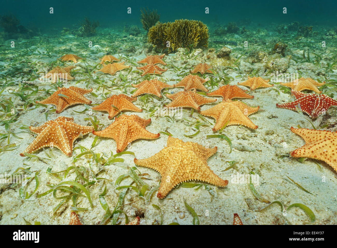 Cluster of starfish, Oreaster reticulatus, underwater on the ocean ...