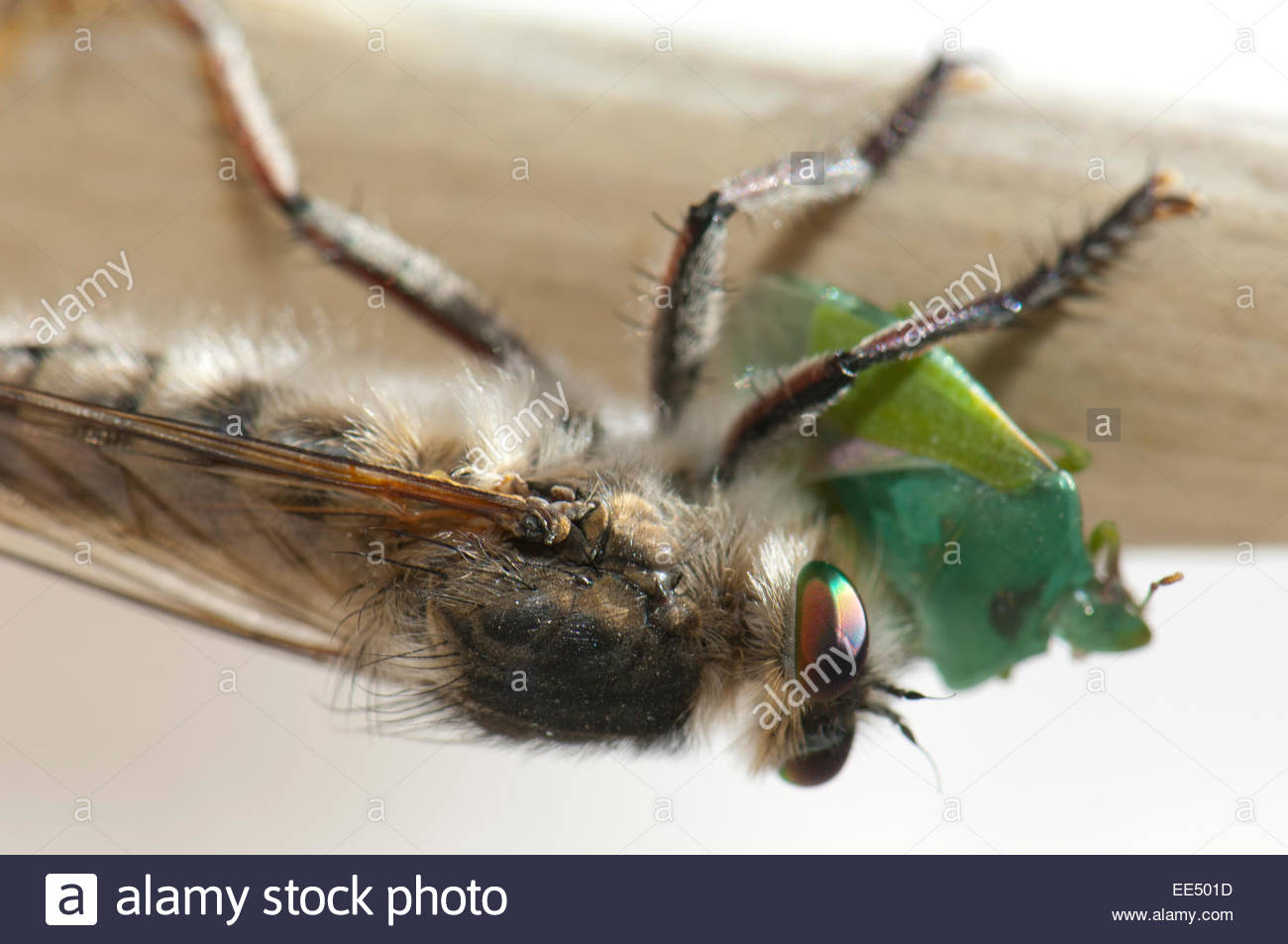 Assassin Bug Prey Stock Photos & Assassin Bug Prey Stock Images - Alamy