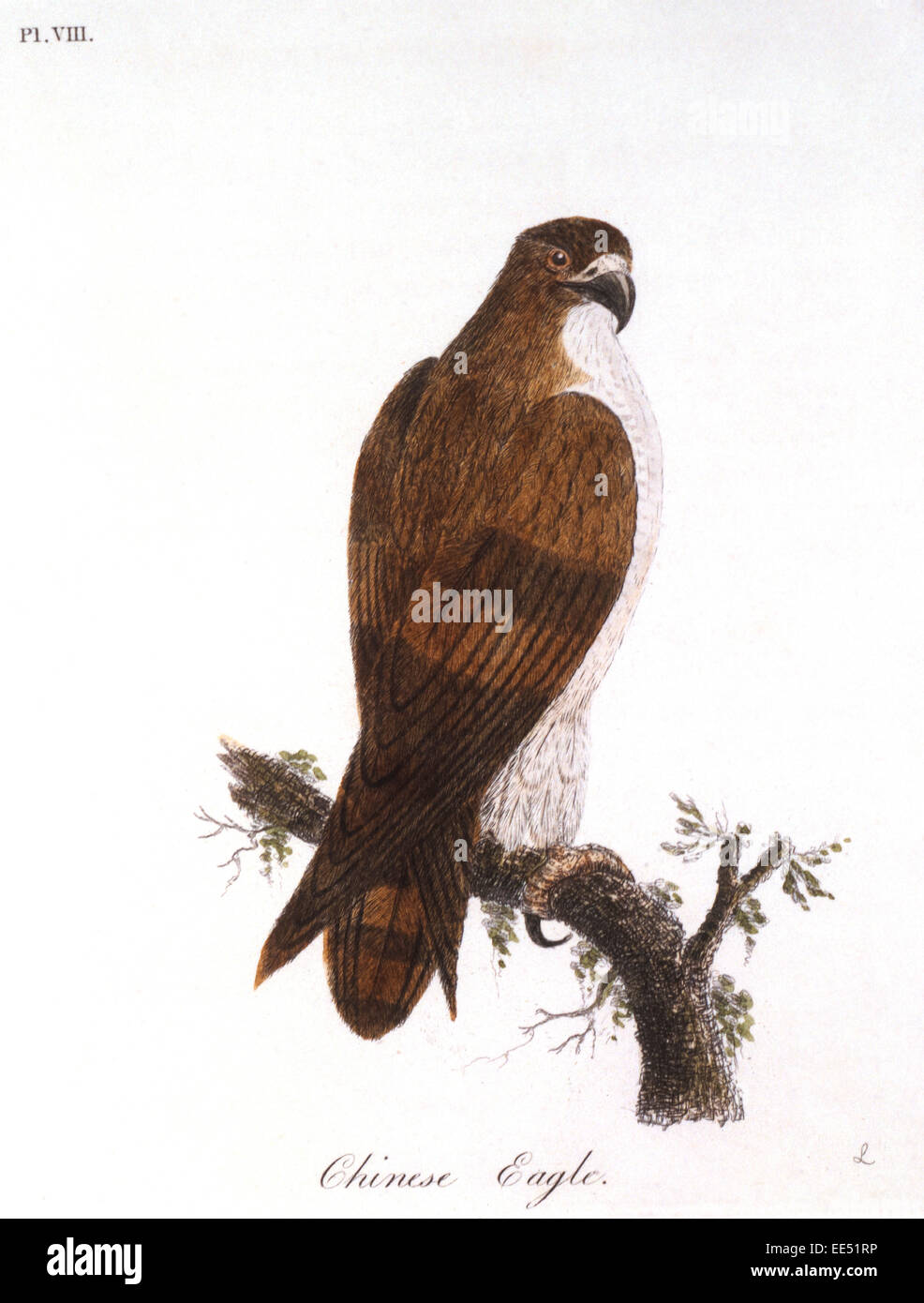 Chinese Eagle, Hand-Colored Engraving, circa 1822 Stock Photo - Alamy