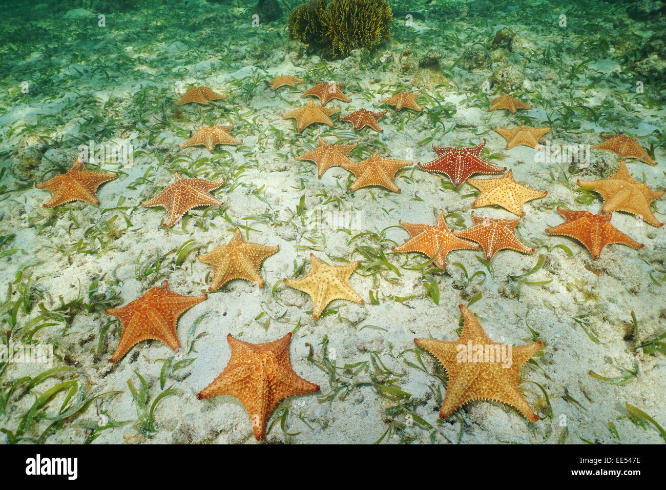Group of starfish, Cushion sea star, Oreaster reticulatus, underwater ...