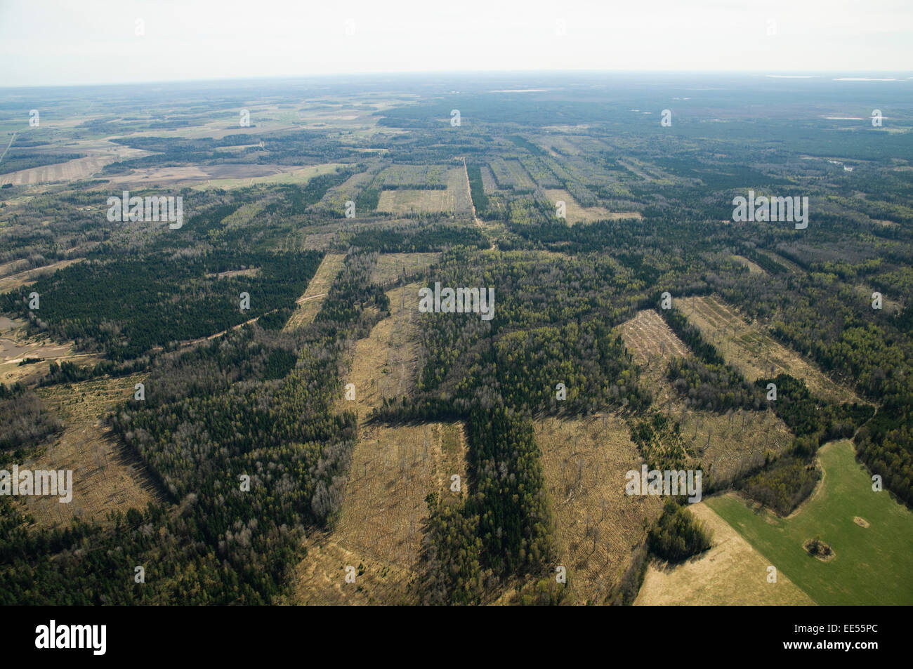 Deforestation of boreal forest hi-res stock photography and images - Alamy