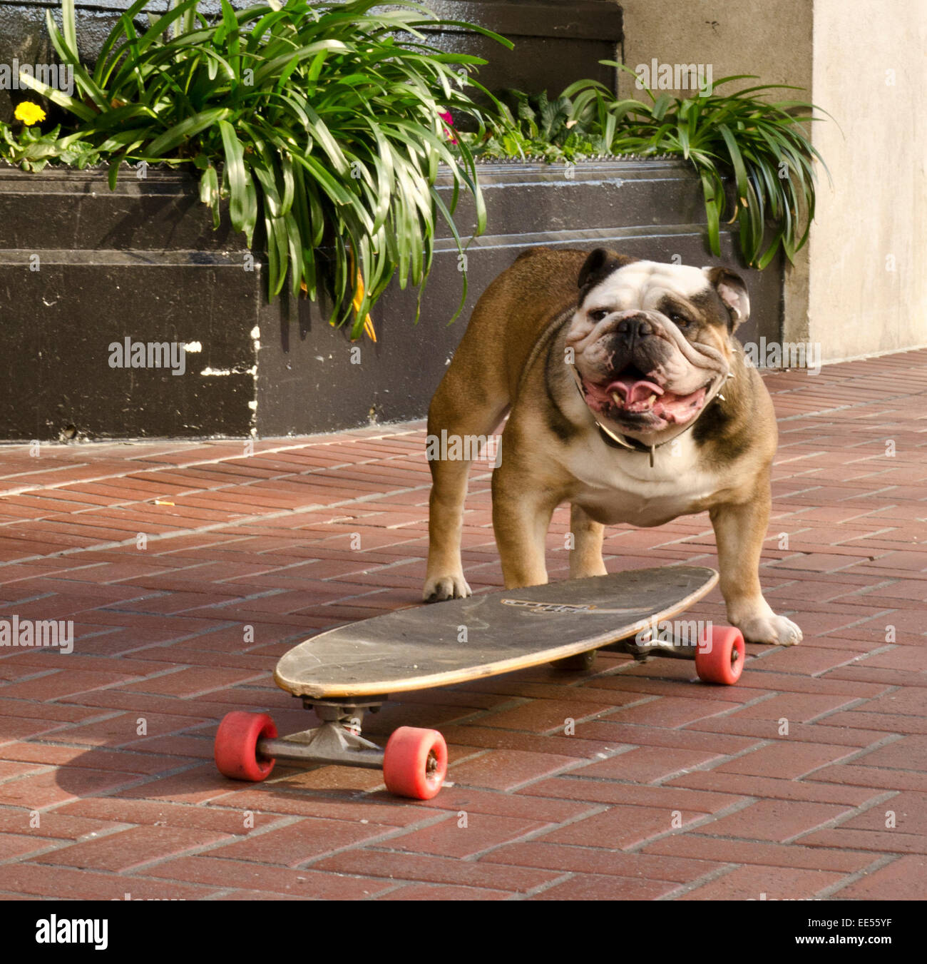 A dog behind his longboard ready to go cruise around Stock Photo - Alamy