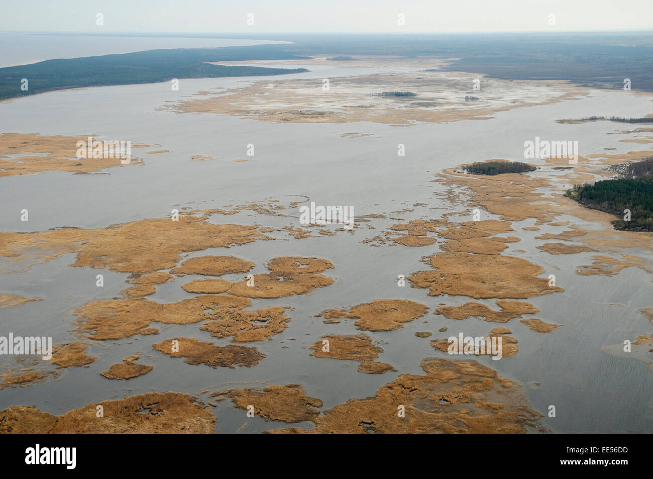 Lake Engure Nature park: mosaic of reedbeds Stock Photo - Alamy