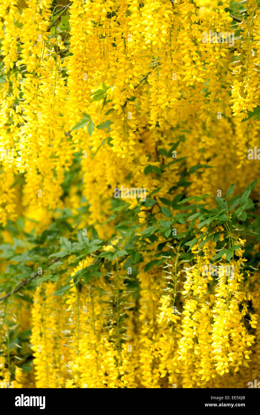 Laburnum foliage hi-res stock photography and images - Alamy