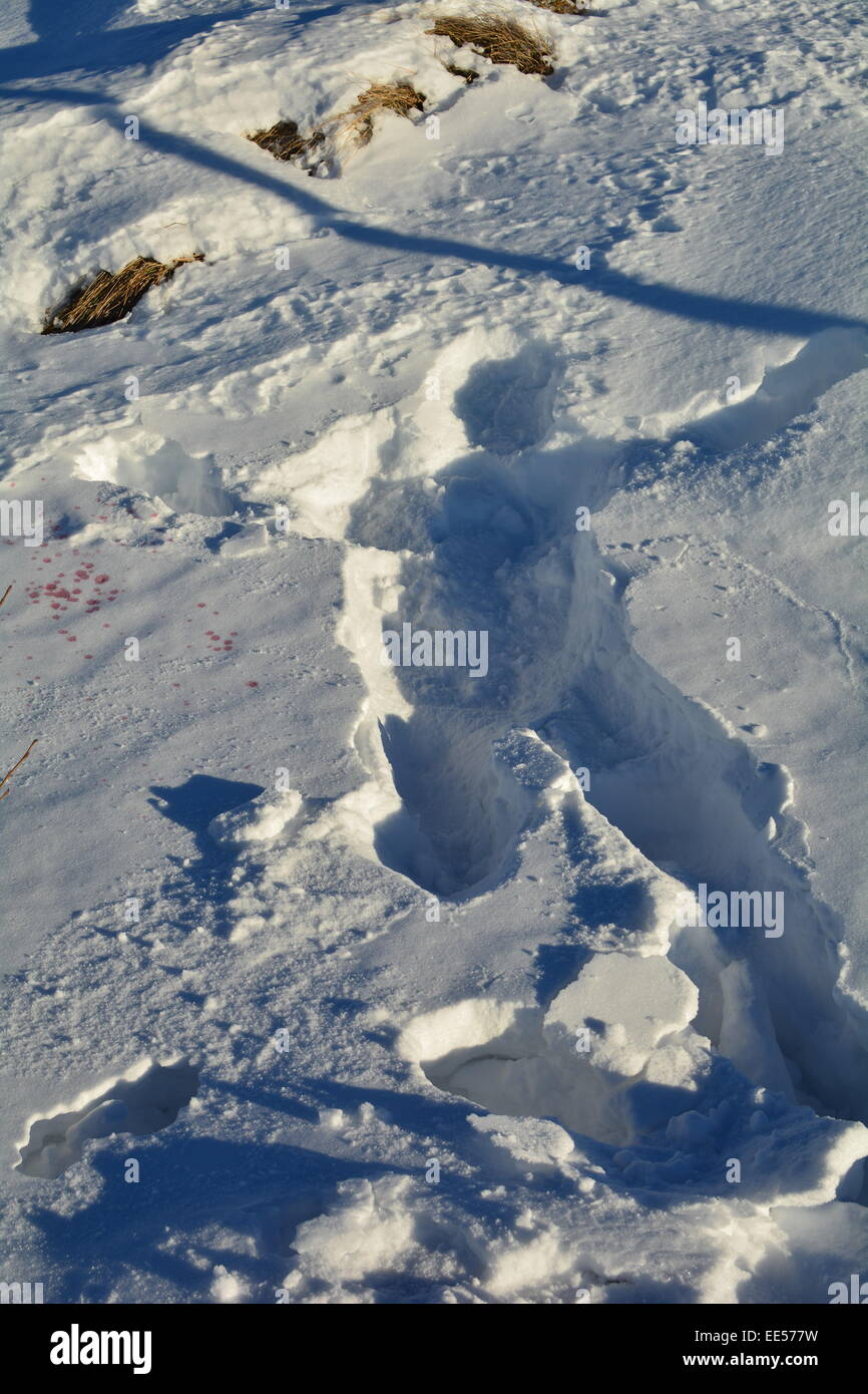 snowy crime scene Stock Photo - Alamy