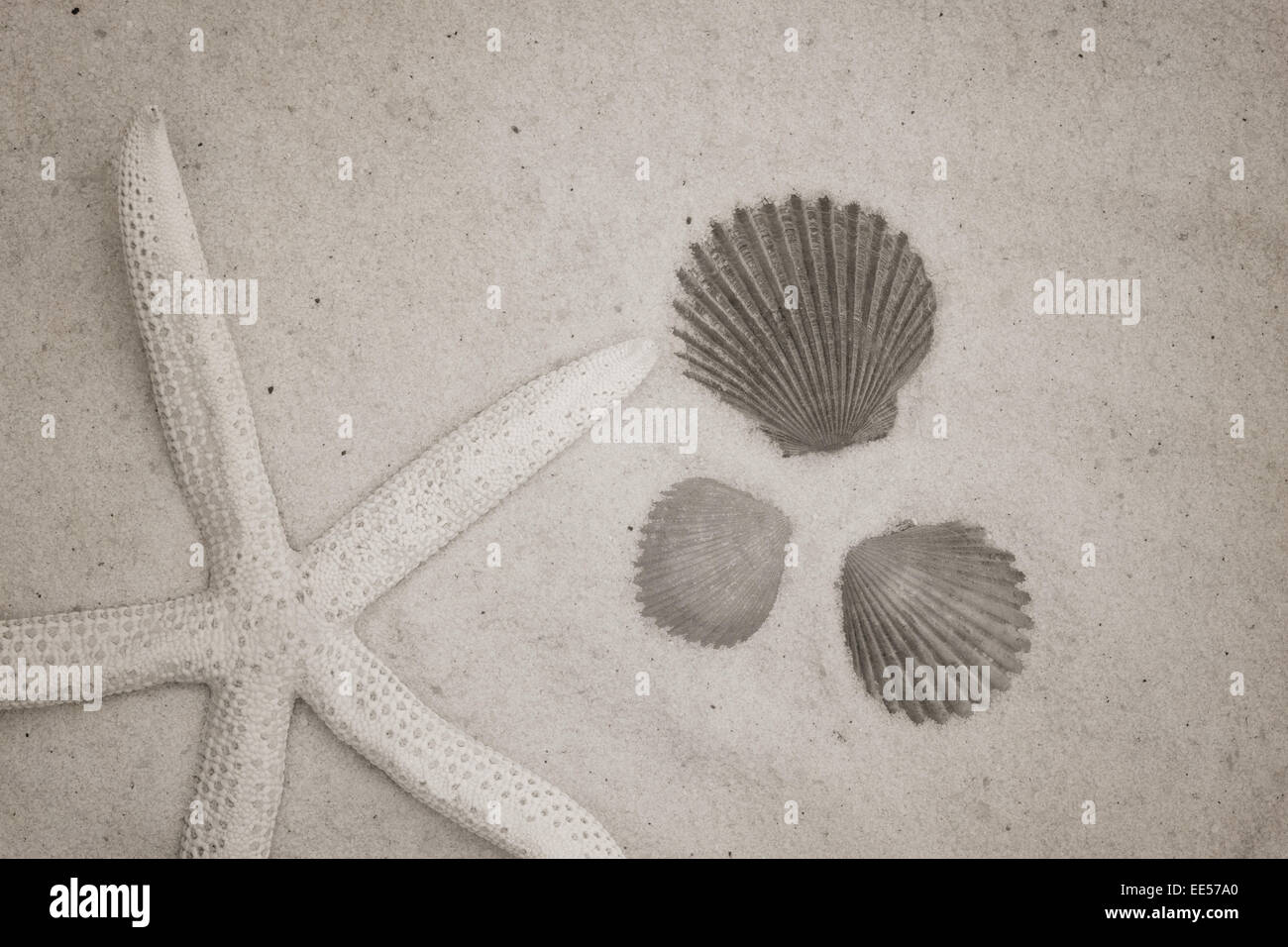 Starfish and three sea shells on beach Stock Photo - Alamy