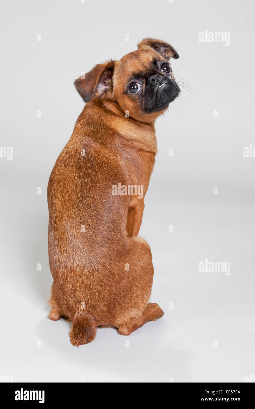 Brussels griffon sitting on white sweep background Stock Photo - Alamy