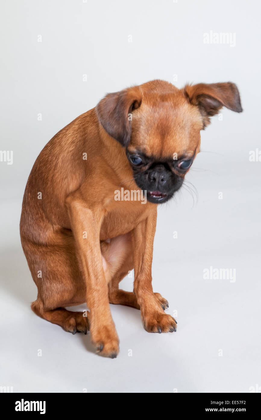 Brussels griffon sitting on white sweep background Stock Photo - Alamy