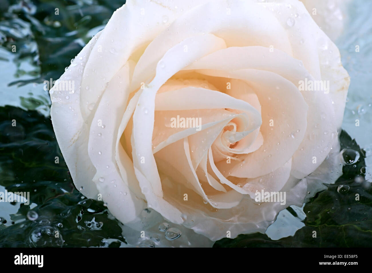 Rose in the rain Stock Photo - Alamy