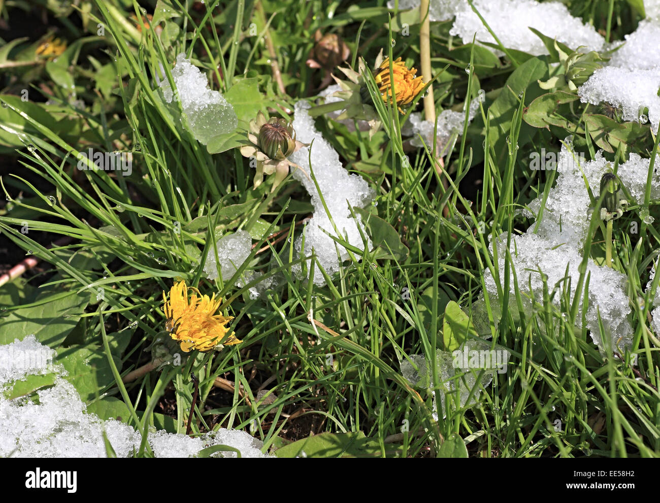 Flowering dandelion and snow Stock Photo - Alamy
