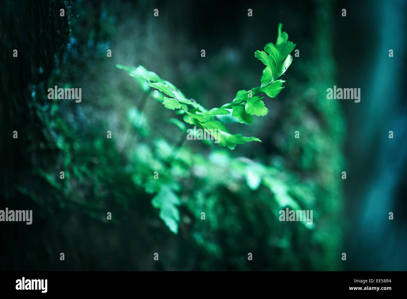 Tough leaf hi-res stock photography and images - Alamy