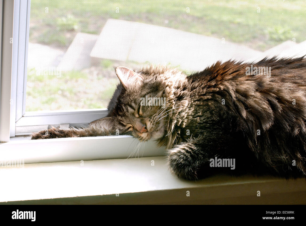 House cat sleeping in a window Stock Photo - Alamy