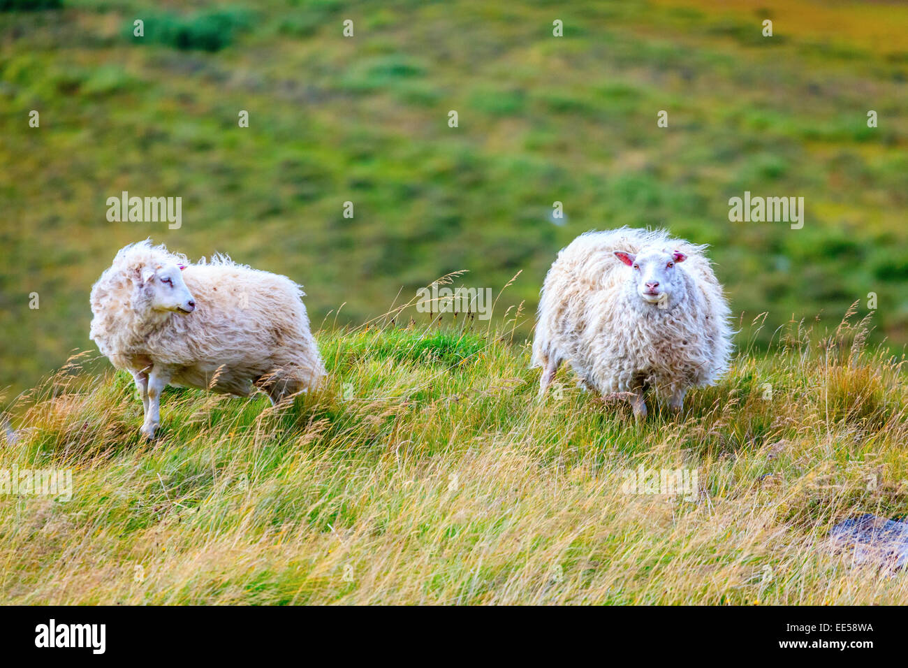 Free range sheep hi-res stock photography and images - Alamy