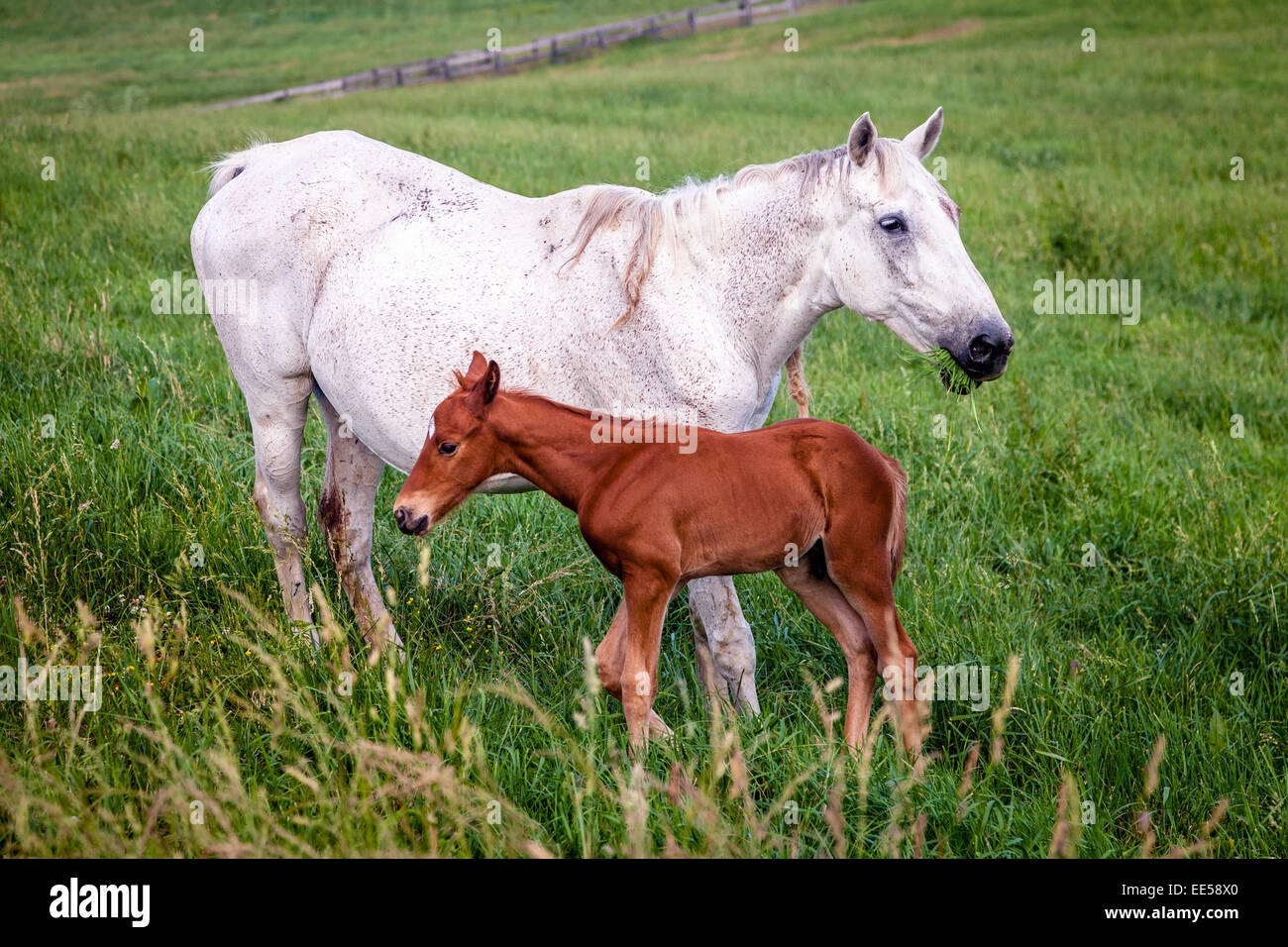 Mother horse with colt hi-res stock photography and images - Alamy